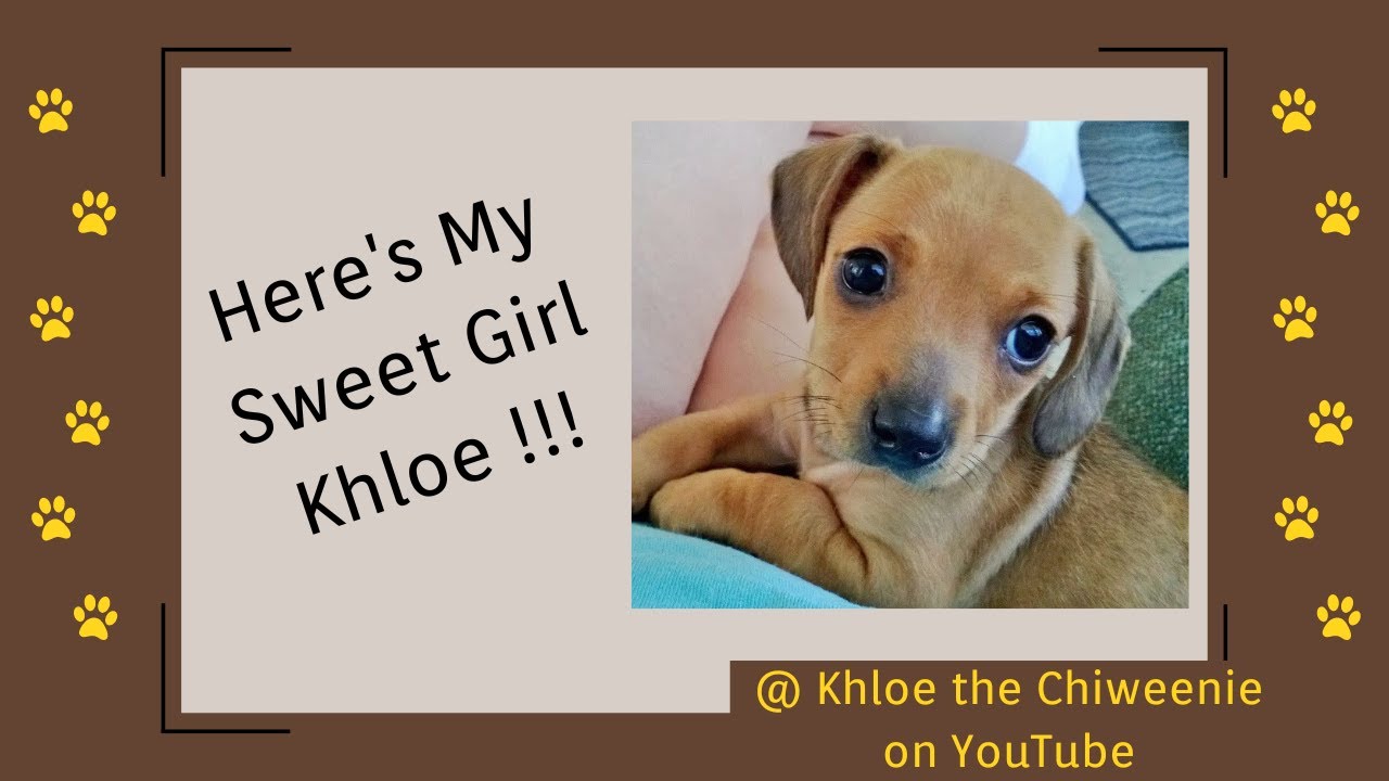 Love Chiweenies ??? - YouTube