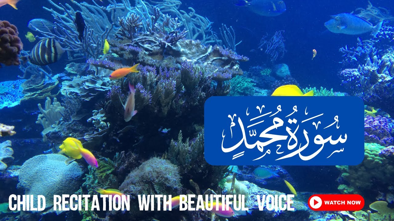 Surah Muhammad Full ||By Child Beautiful Recitation (4K UHD)| سورة محمد ...