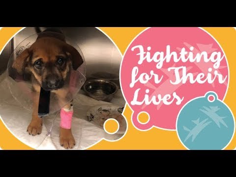 Fighting For Their Lives - YouTube