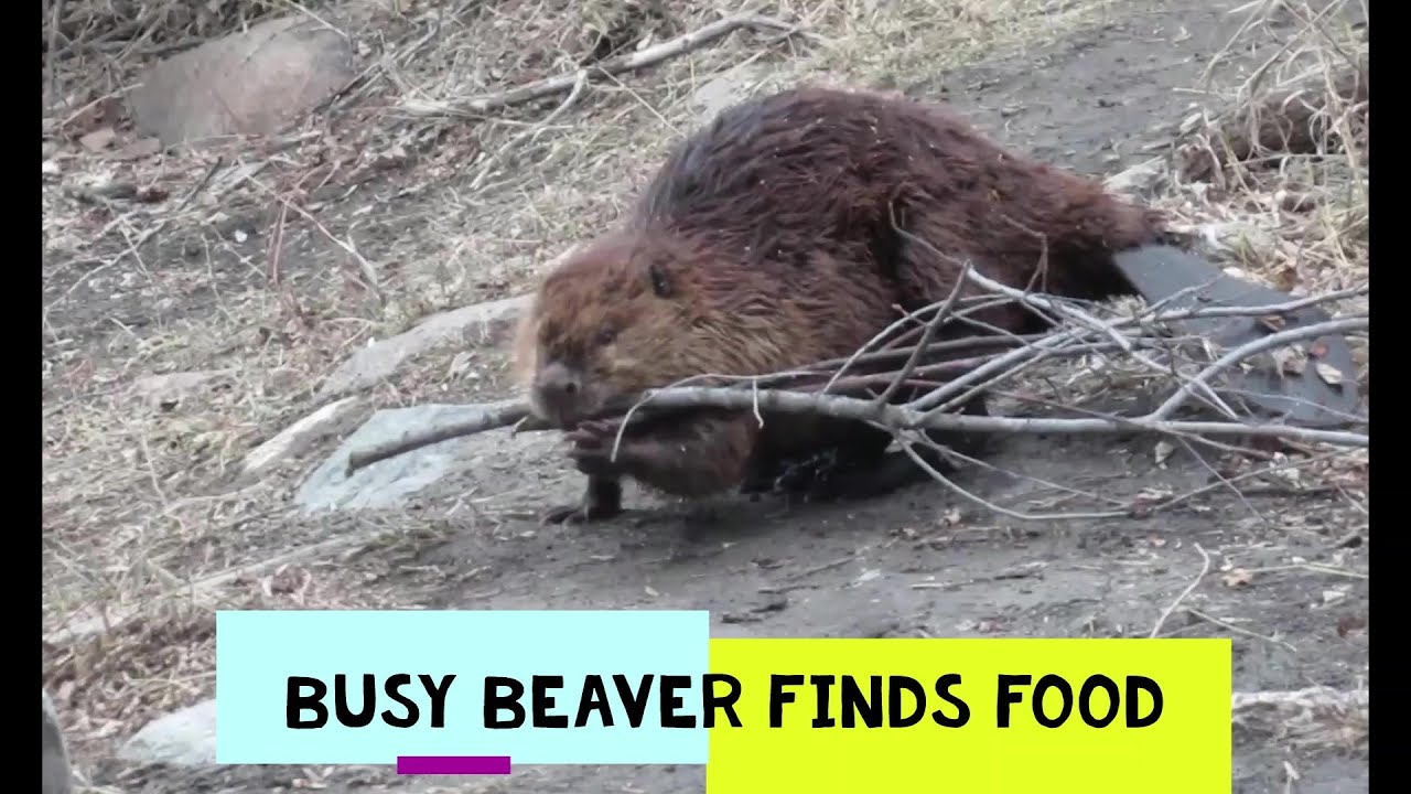 Busy Beaver Finds Food on a Riverbank - YouTube