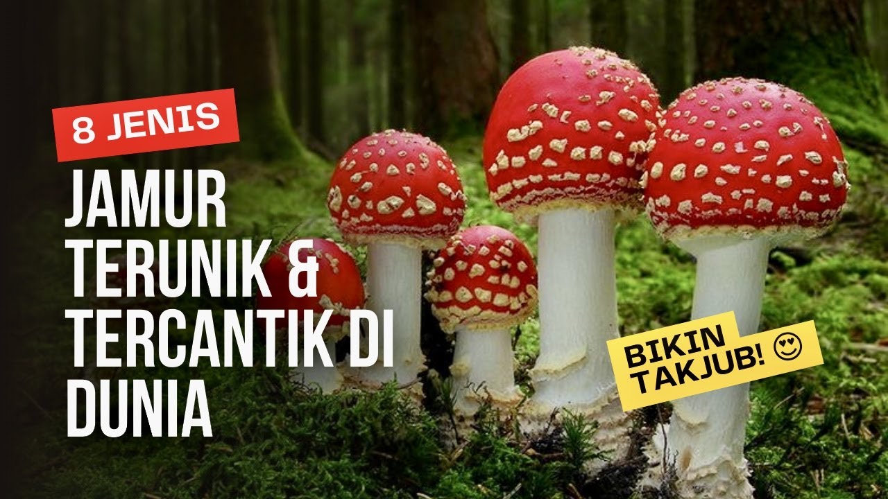JENIS - JENIS JAMUR TERUNIK DAN TERCANTIK DI DUNIA #mushroom - YouTube