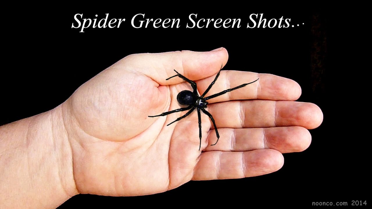 Black Widow Spider Green Screen Footage For Your Productions @stancurtin