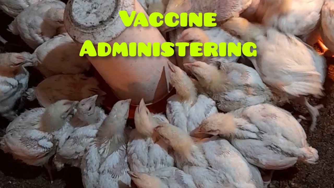 How To Administer Poultry vaccine |days and Water measurement - YouTube