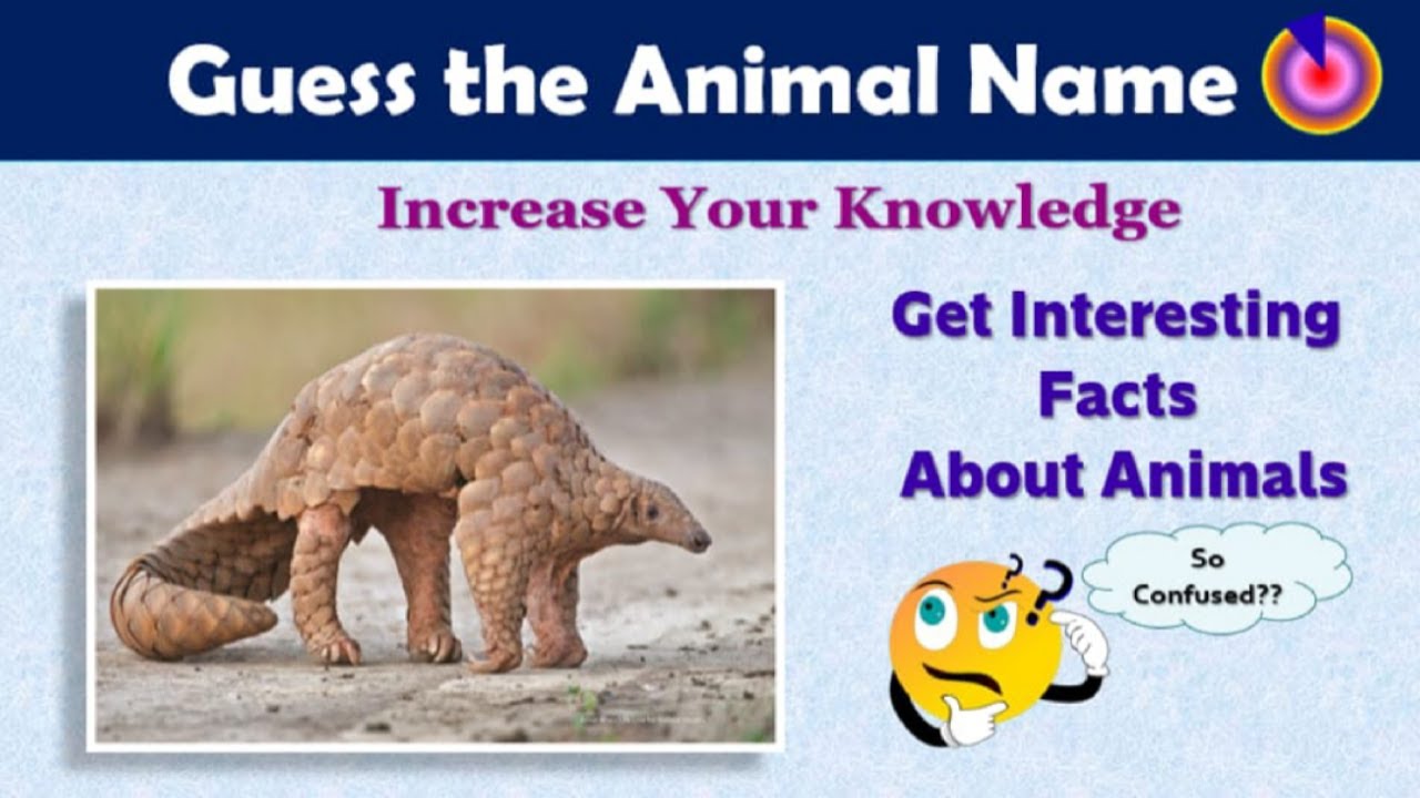 Guess the Animal Quiz| Animal Quiz Guessing Game| Brain Games| Quiz ...