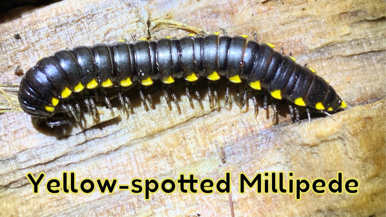 Yellow-spotted Millipede 5-22-20 - YouTube