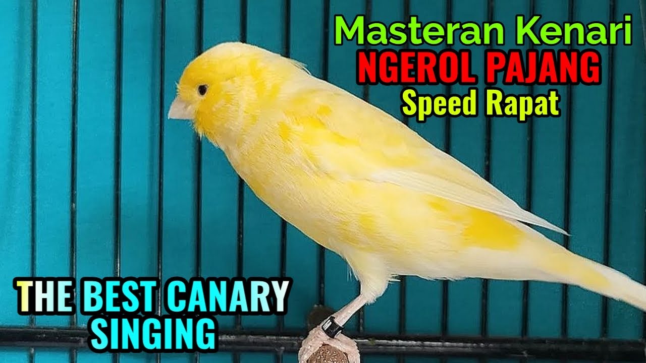 Canary Bird Singing - Timbrado canary singing beautiful melodic songs ...