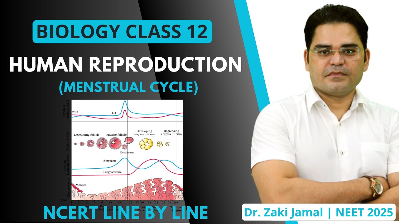 Human Reproduction I Menstrual Cycle I NEET 2025 | Class 12th I Dr ...