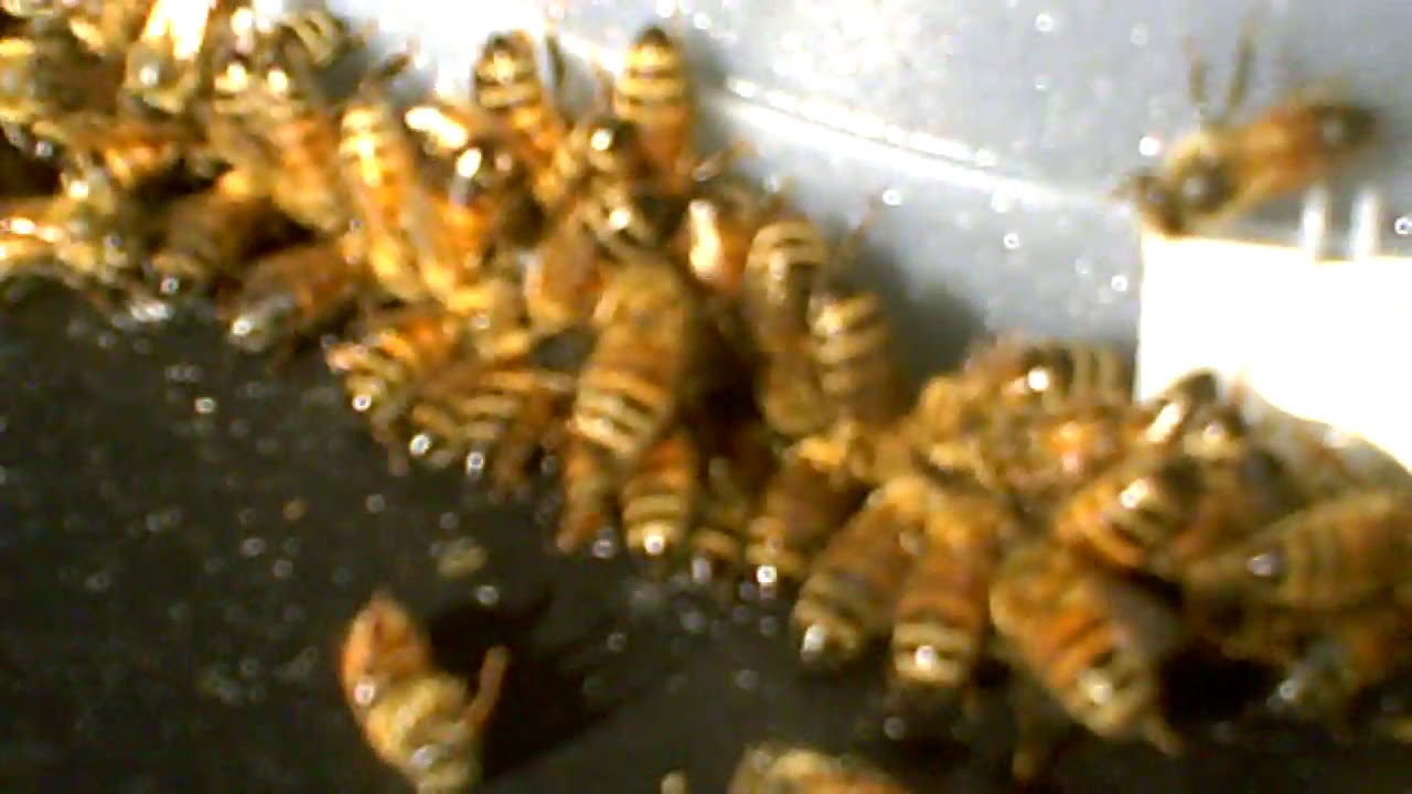Feeding bees outside. Is this robbing behavior? - YouTube