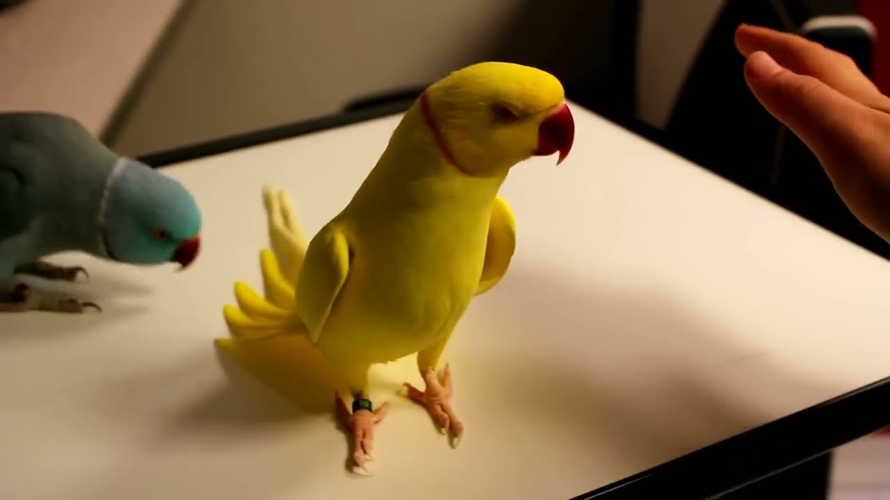 Pratende halsbandparkiet - Talking Ringneck Parrots (indian) mutation ...