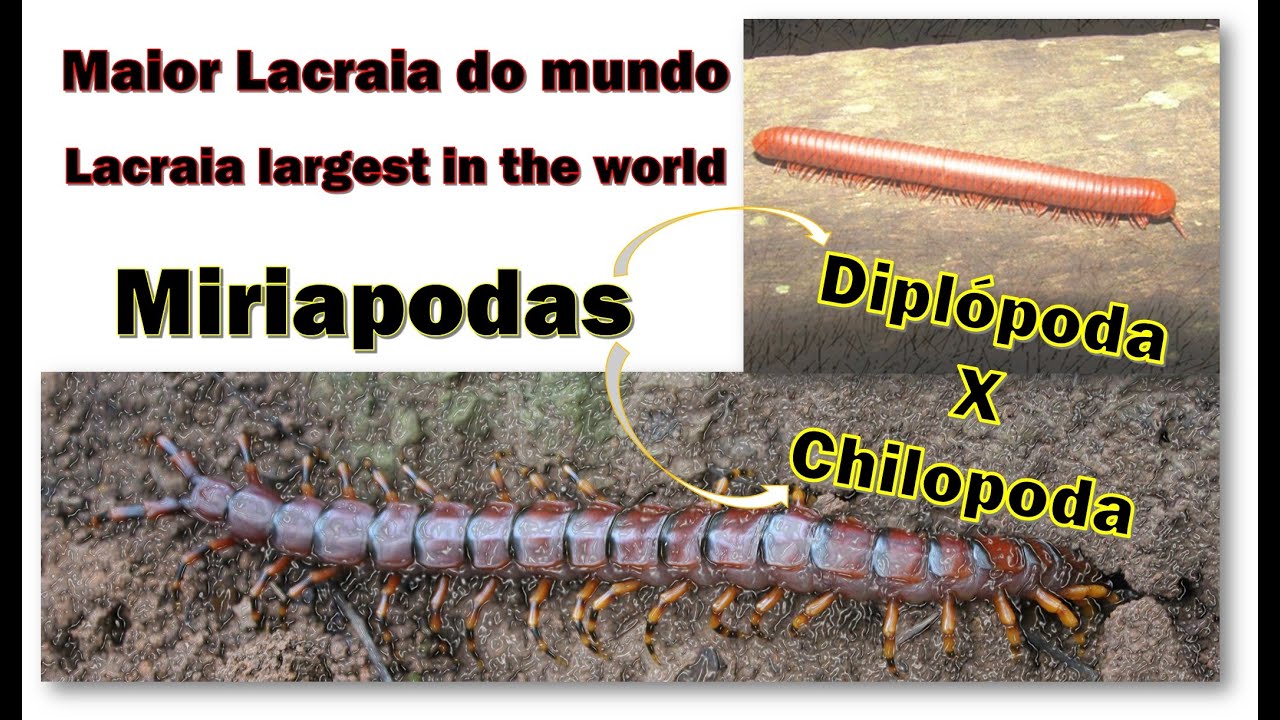 A maior lacraia do mundo - YouTube