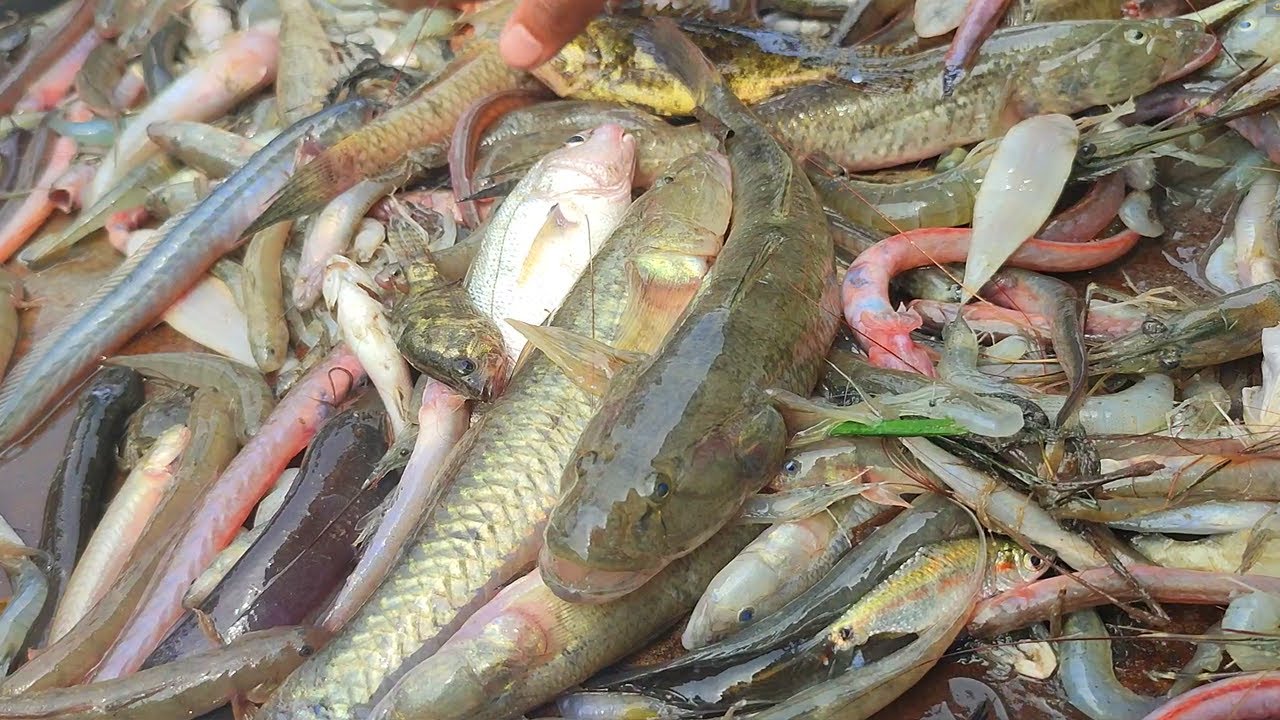 এবার ঈদে কেমন যাচ্ছে পদ্মার তরতাজা হরেক রকম মাছের দাম ইলিশ মিক্স হাঁচার ...