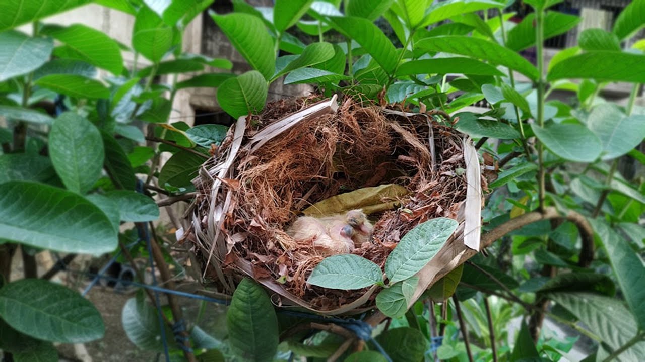 Make a Real Bird Nest | DIY Birds Nest of your favorite Baby Birds ...