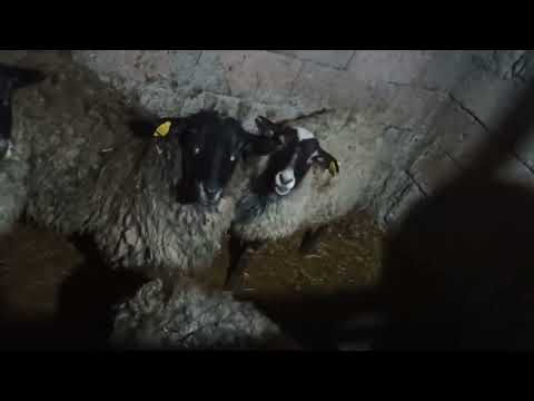 ROMANOV KOYUN YETİŞTİRİCİLİĞİ/ROMANOV KUZULAR