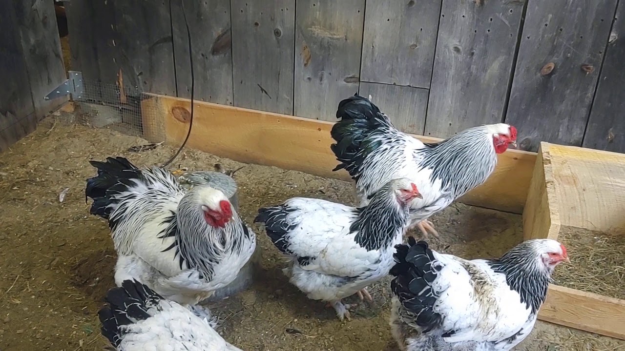LF Large Brahma Chickens in Nh around 8 months old - YouTube