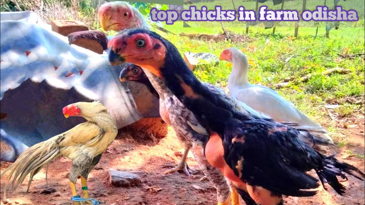 Pure long tail Java color 4 month old chicks in Umesh aseel farm odisha ...