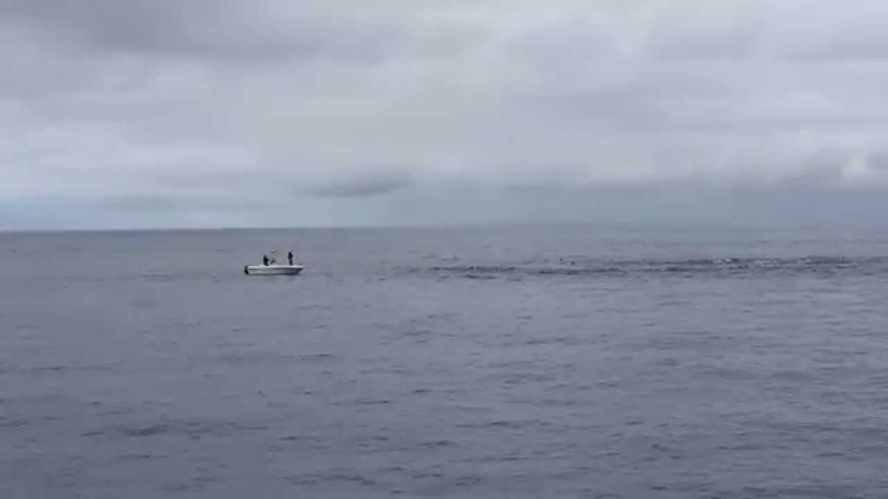 150+ Pound Bluefin Tuna Boiling -- Dana Point, California - YouTube