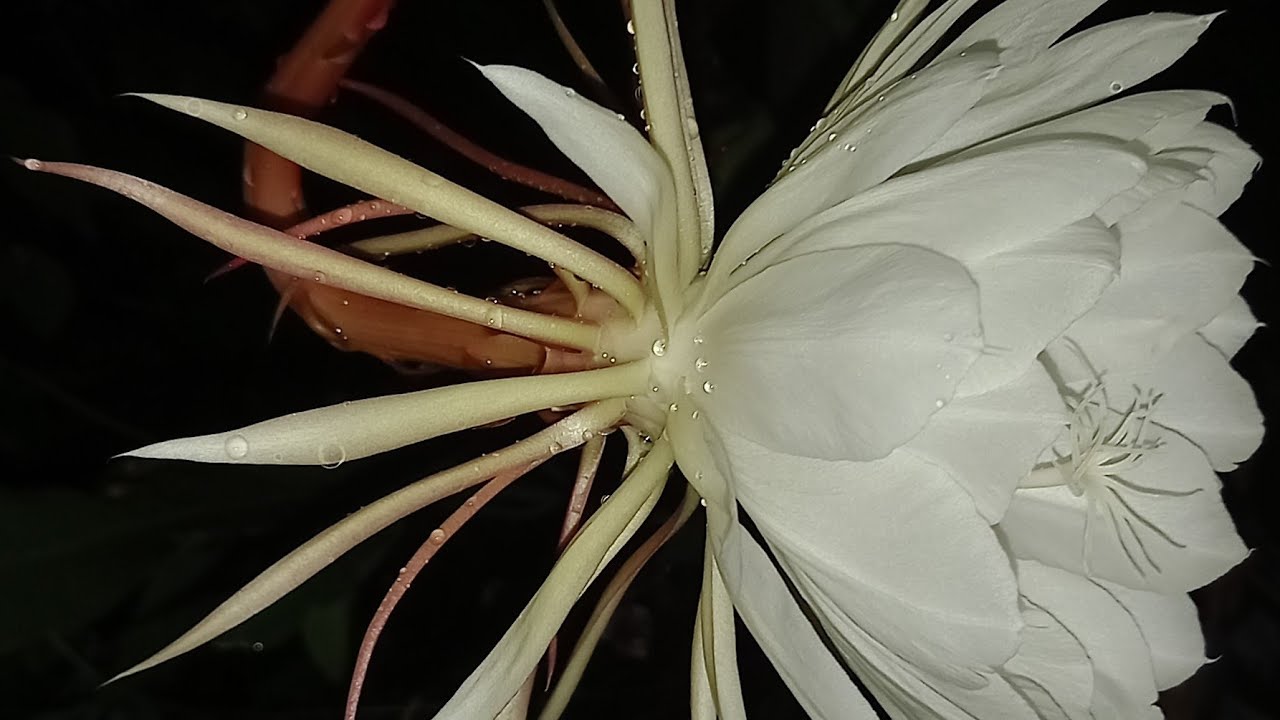 Brahma Kamala flower from bud to blooming 🌸☘|| Beauty of the nature🤗🤗 ...