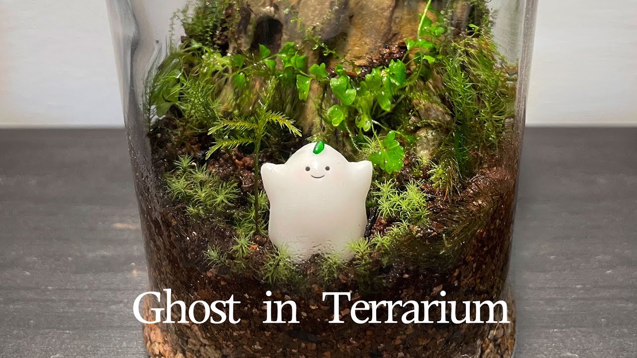 유령이 사는 테라리움 만들기 👻 | DIY Moss Terrarium for Gardening Ghost - YouTube