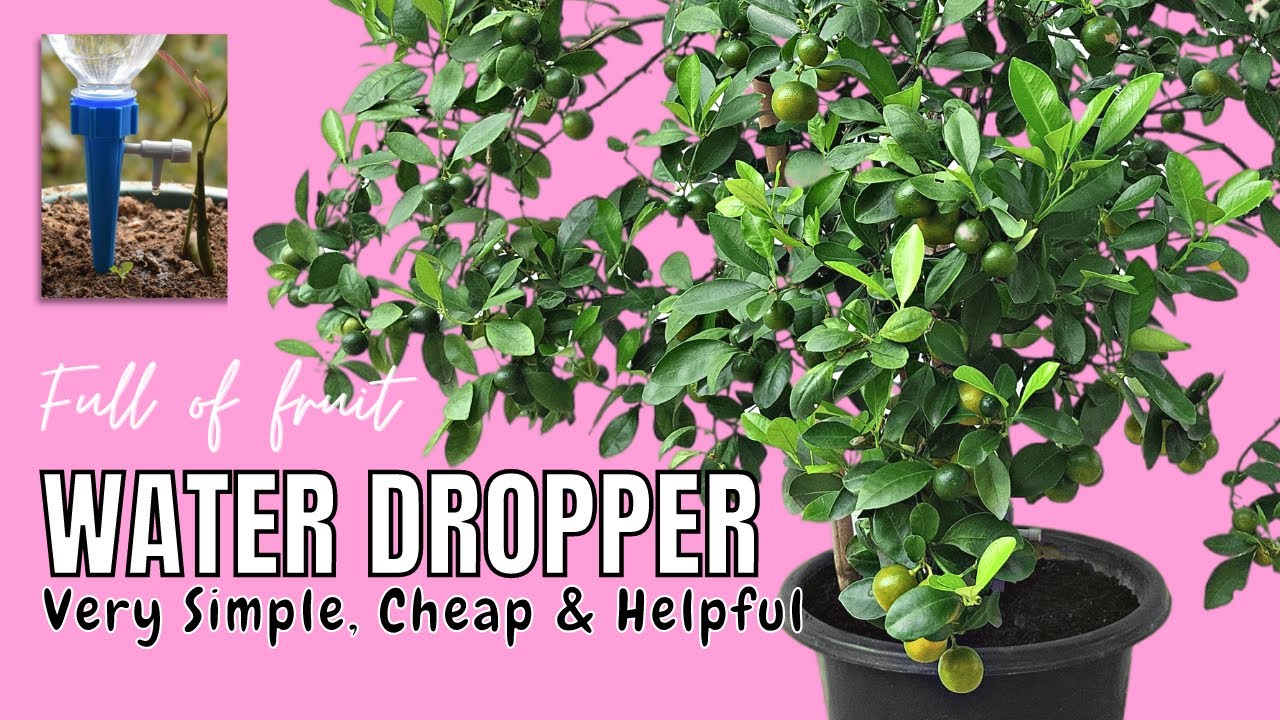 WATER DROPPER - Automatic Plant Watering - YouTube
