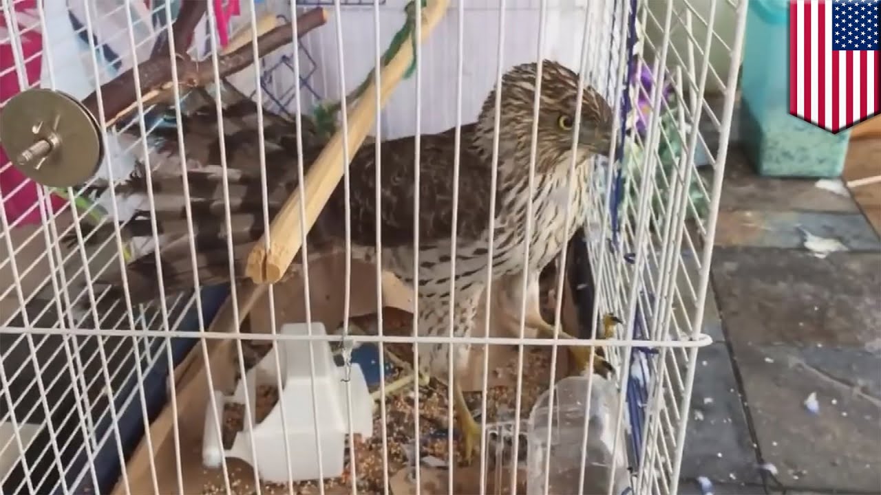 Hawks Killing Pets