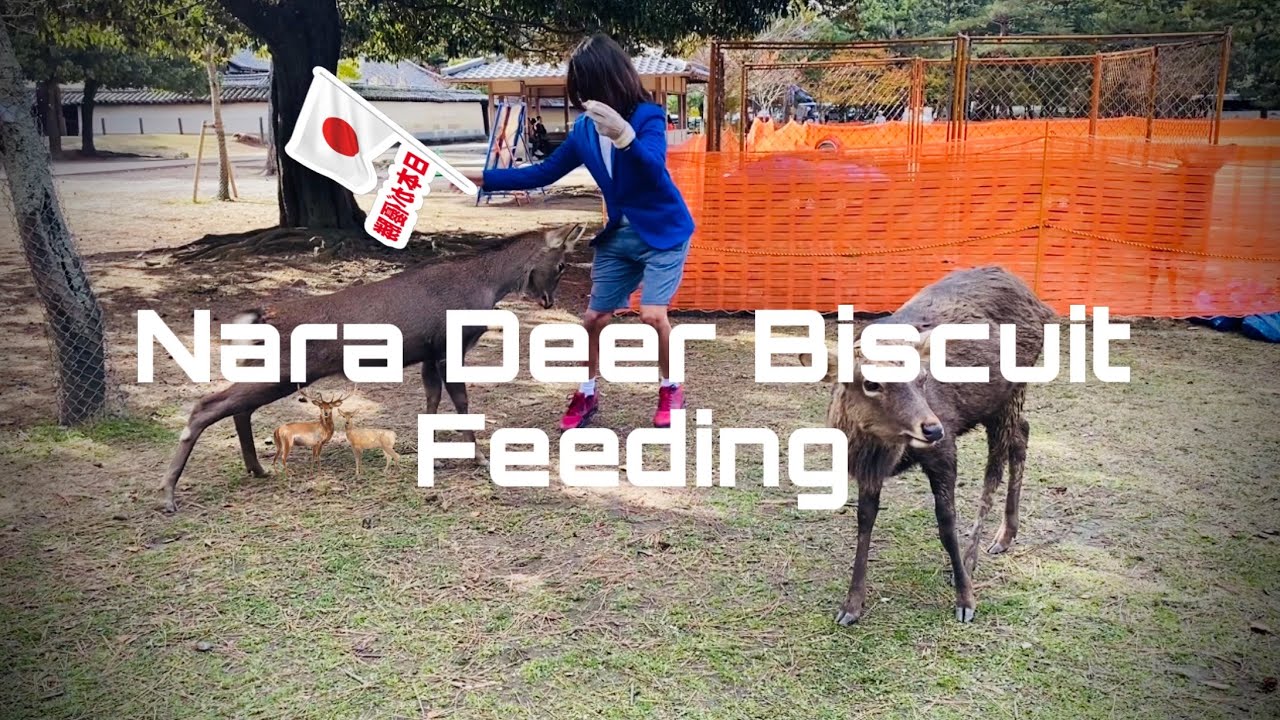 Nara, Japan: Sika Deer Biscuit Feeding - YouTube