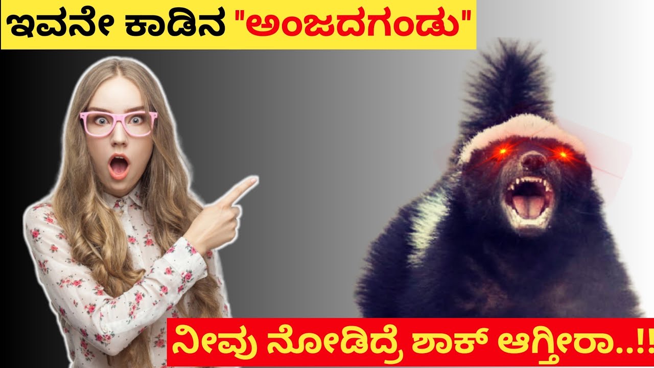 Honey badger - The Bravest animal in the World. - YouTube