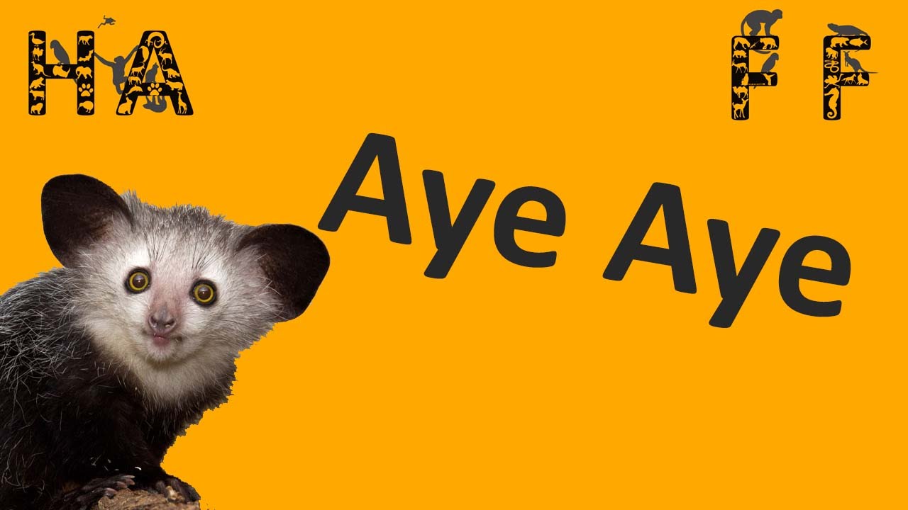 Aye Aye - Factitious Friday - YouTube