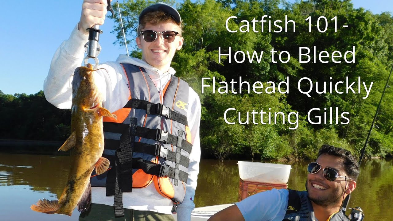 Catfish 101- How to Bleed Flathead Catfish Cutting Gills - YouTube