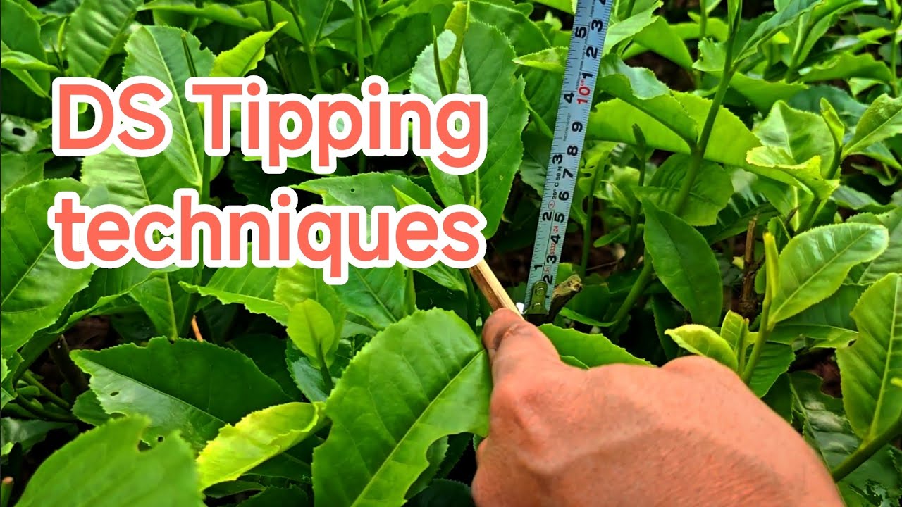 How to do DS Tipping in a Tea plant...#tea#teagarden - YouTube