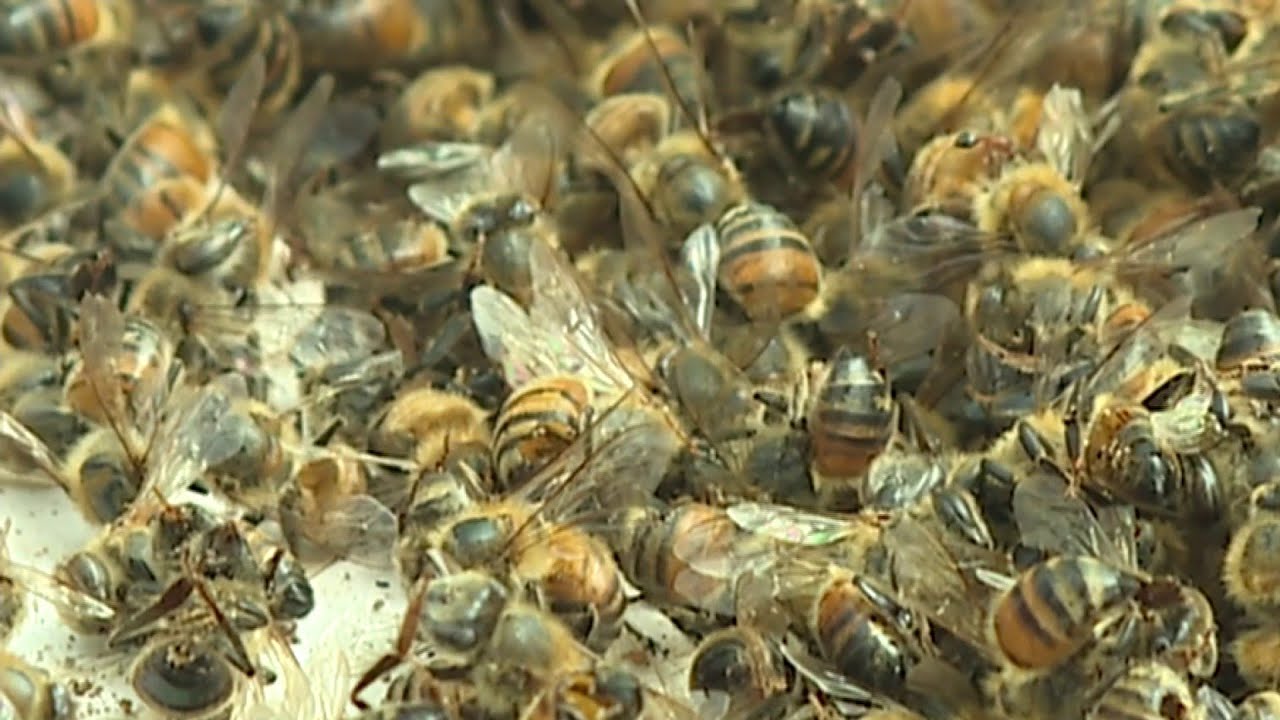 Resolving bee infestation - YouTube