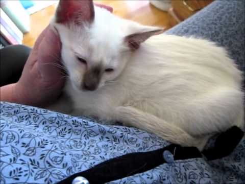 Arthur's ~ Luxury Model Purr - YouTube