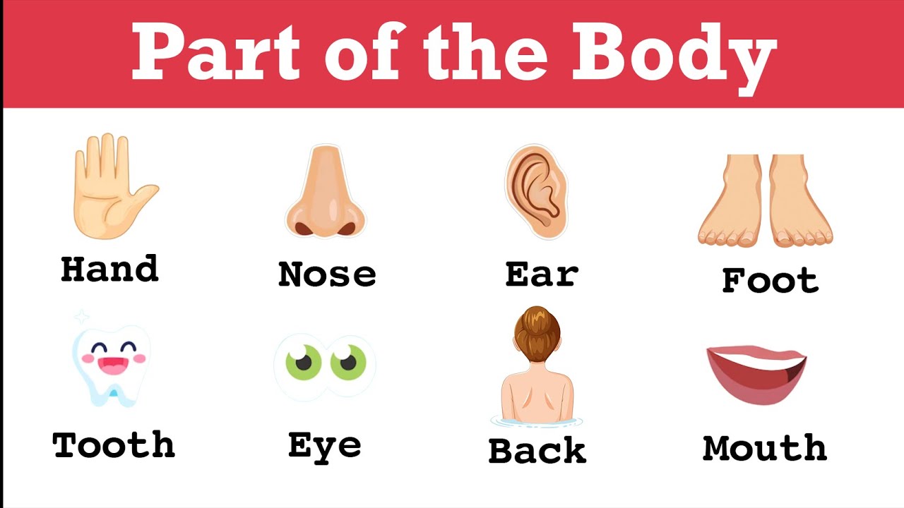 Body Vocabulary｜English Speak Up｜Vocabulary with pictures - YouTube
