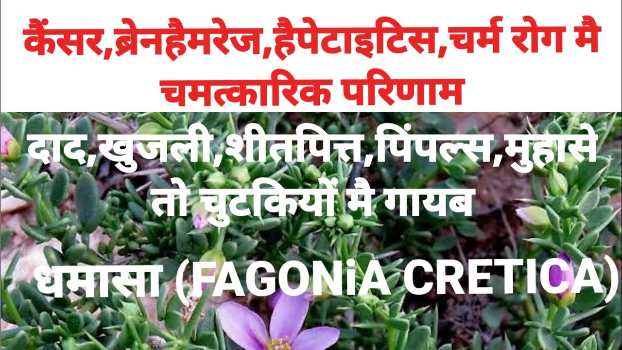 धमासा (FAGONIA CRETICA) के फायदे।dhamasa plant in hindi ,dhamasa plant ...