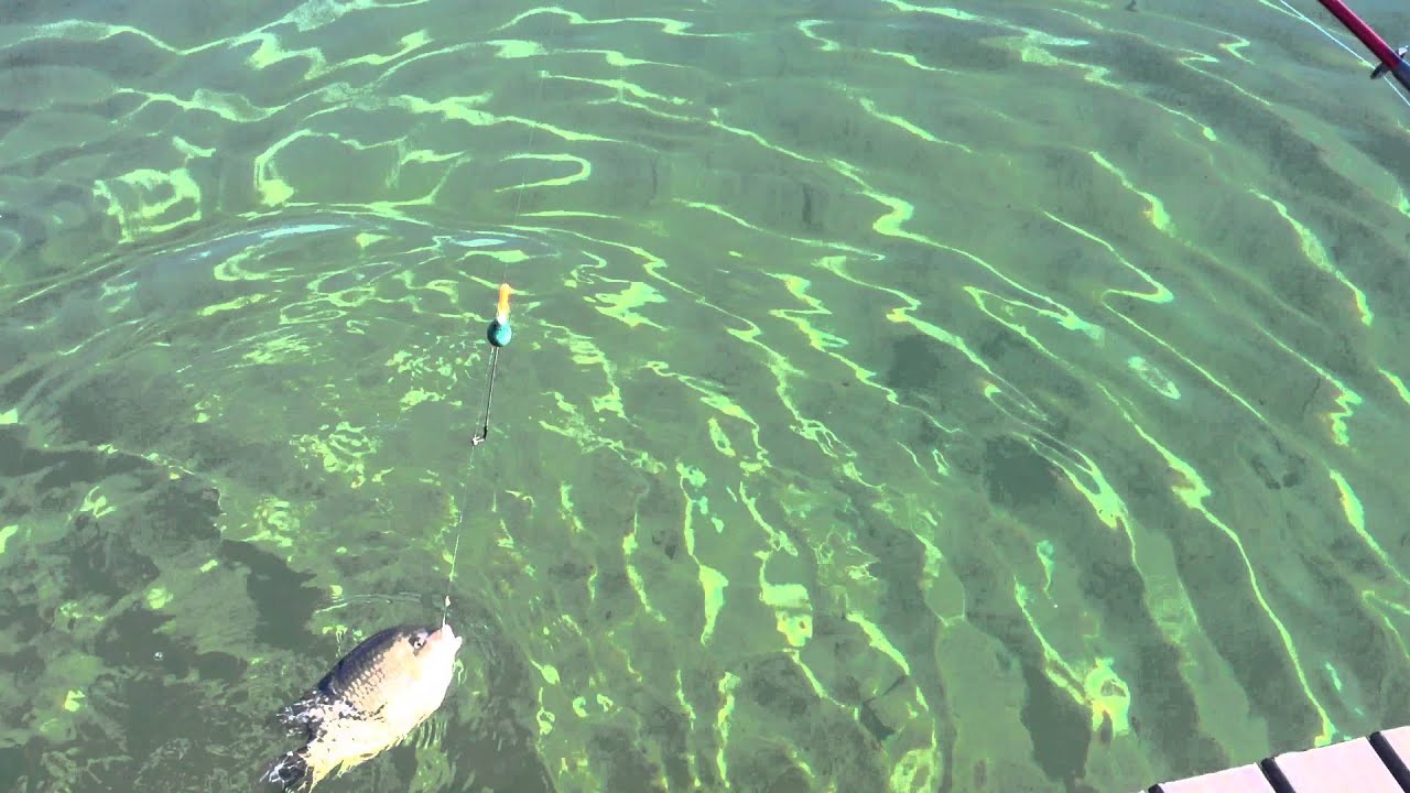 Kurper fishing 103 - YouTube