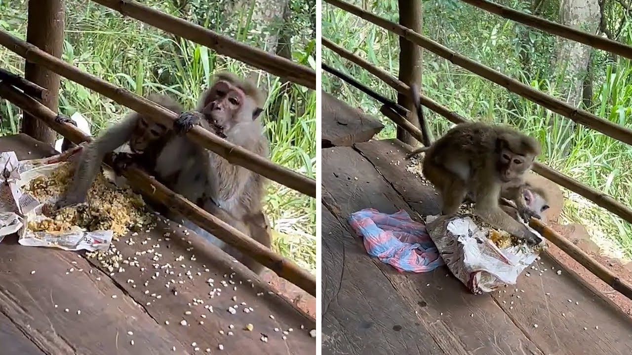 Hungry monkeys in Sri Lanka snack on tourists' food #shorts - YouTube