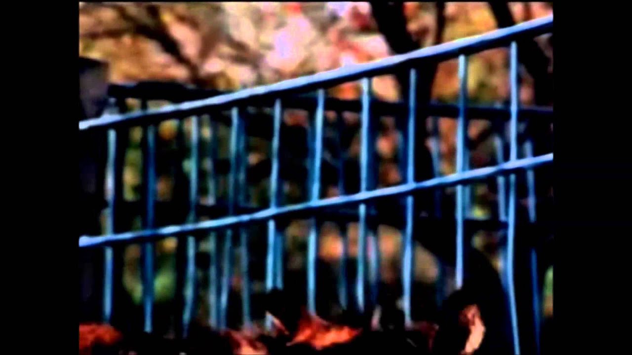 Mule Mating Documentary - YouTube