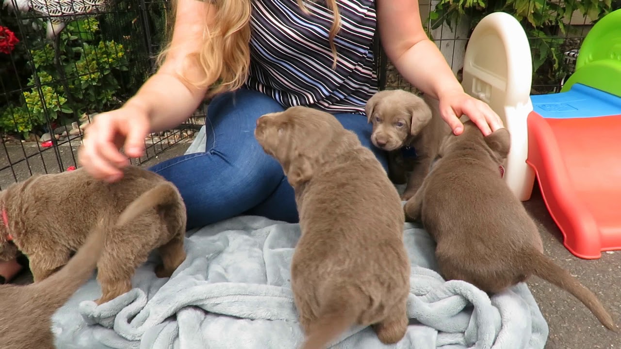 Labrador Puppies Are 4 Weeks Old! - YouTube