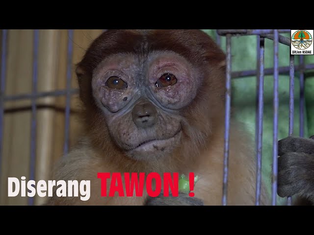 Kalaweit - For the safeguard of biodiversity in Indonesia