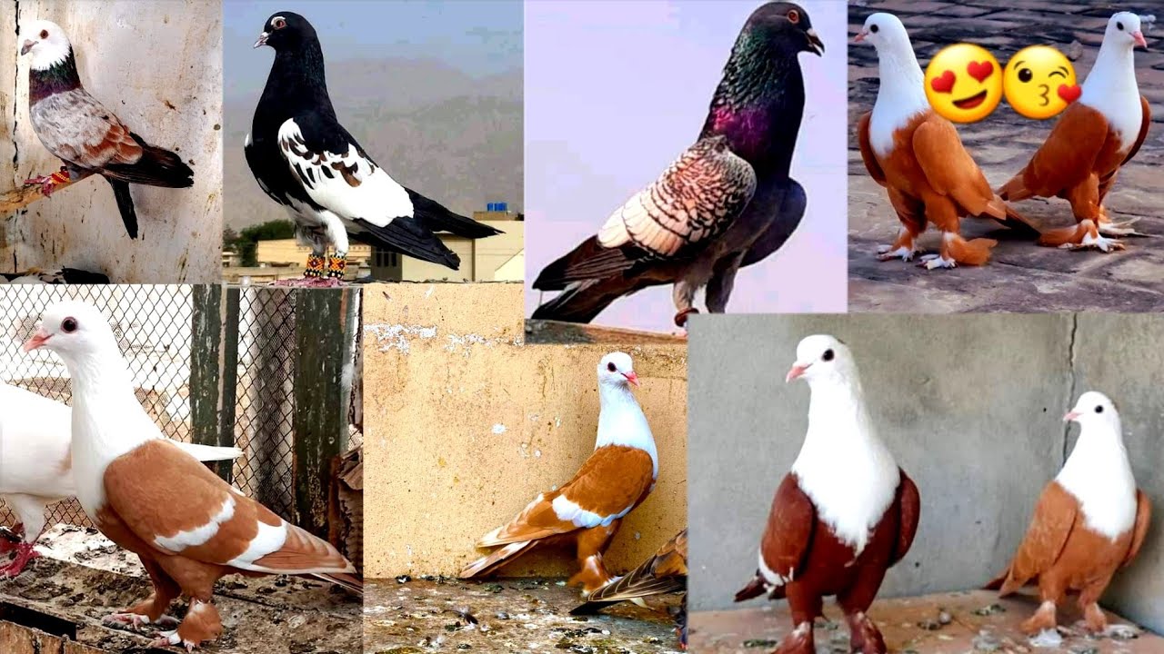 Best Kabotar Bazi In the World | i hope you will enjoy this video - YouTube