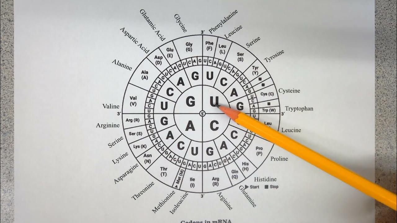 Reading Codon Charts - YouTube