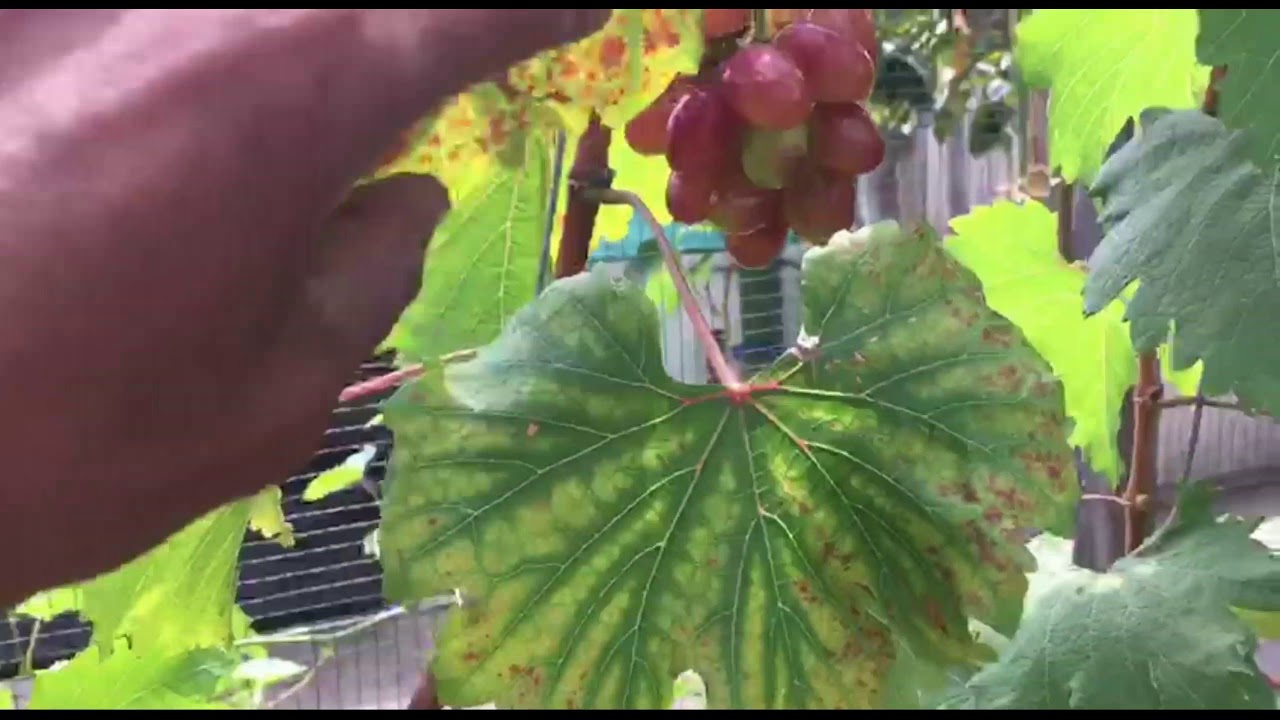 Anggur BOGEMA & Anggur DUBOVSKI PINK - YouTube