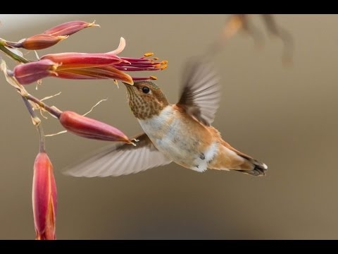 National Geographic Documentary - Hummingbirds Swarm Feeder - BBC ...