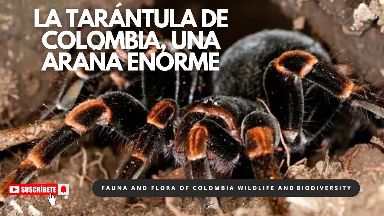 Tarantula de Colombia, Una araña enorme. #tarantulas #insectos #andina ...
