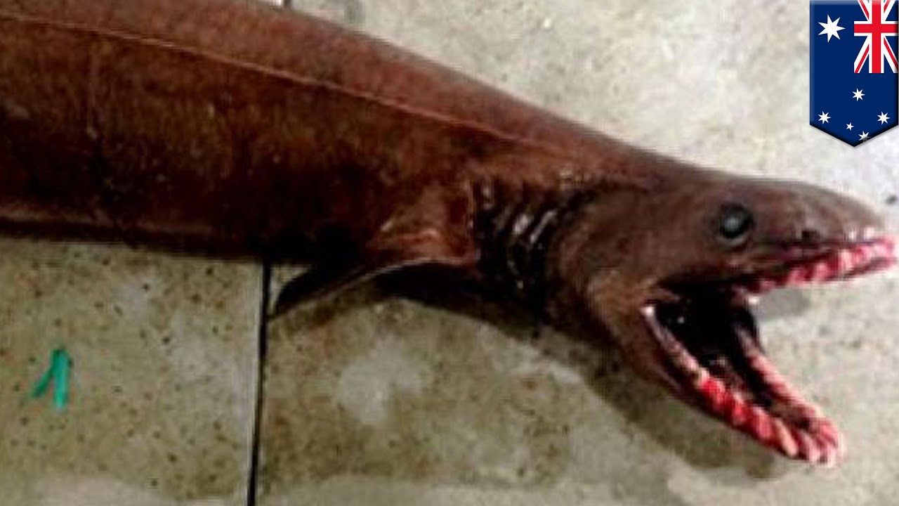 EXCLU: Un requin préhistorique a été pêché vivant - YouTube