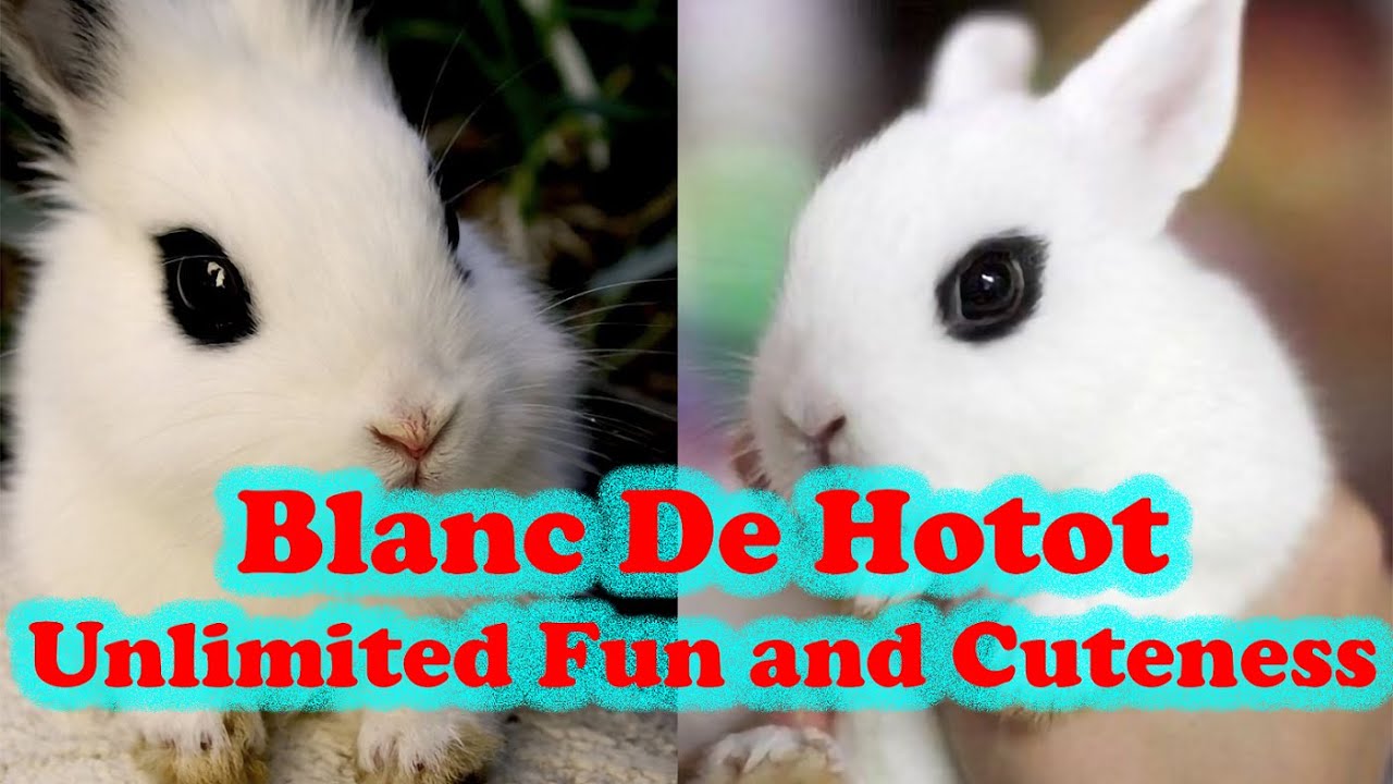 Blanc De Hotot Rabbit
