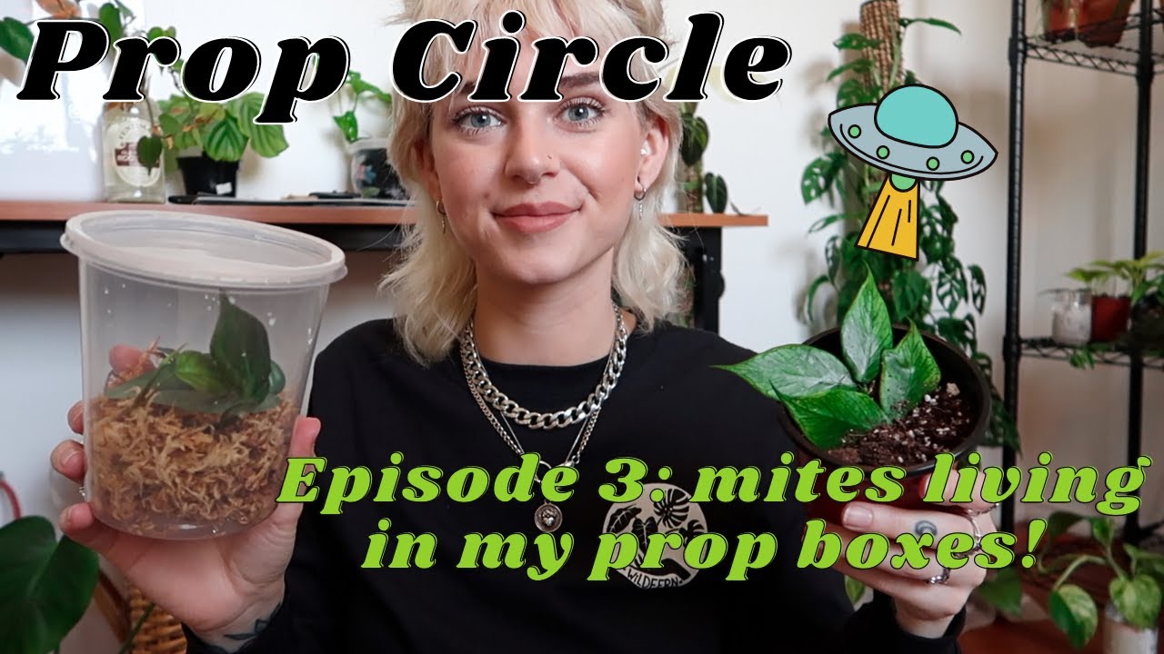 Going through my forgotten sphagnum prop boxes, finding mites, treating ...