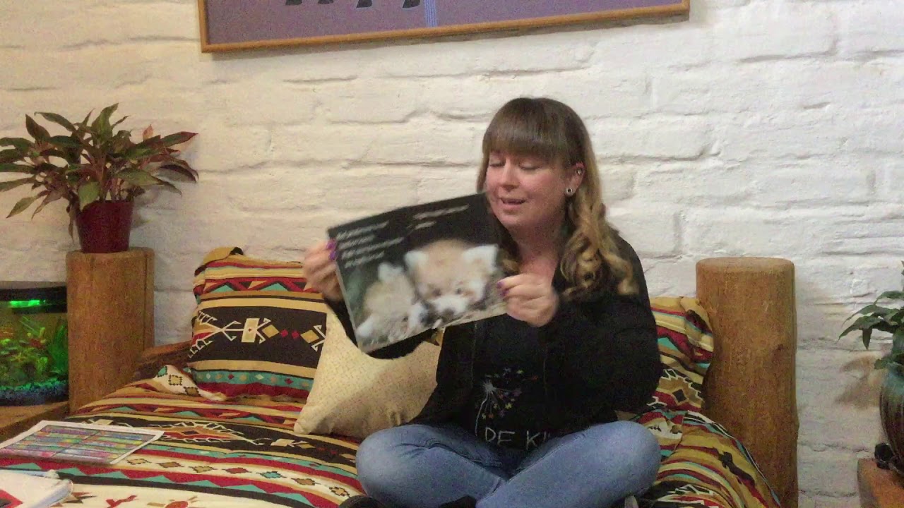 Nighty Night Zoo Borns Read Aloud - YouTube