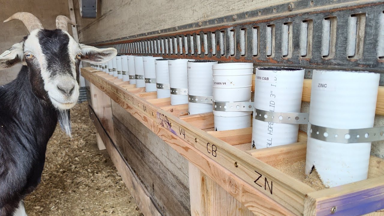 Mineral Buffet! #minerals #kiko #kikogoats #babygoats #meatgoats # ...