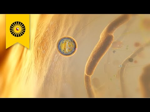 What Is Magic Bullet In Microbiology