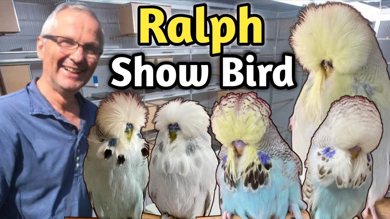 Champion Exhibition Budgie Breeder Ralph Jenne from Germany || Ralph ...